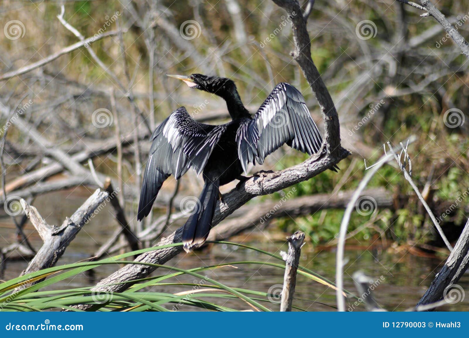 Beautiful anhinga bird stock image. Image of outside - 12790003
