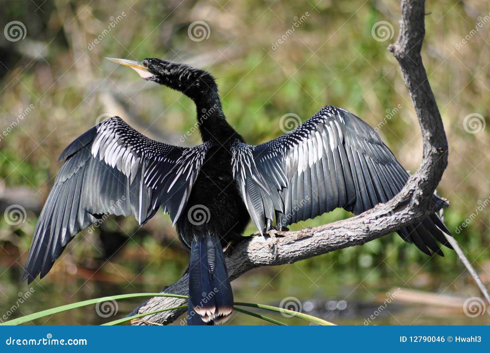 Beautiful anhinga bird stock photo. Image of wings, summer - 12790046