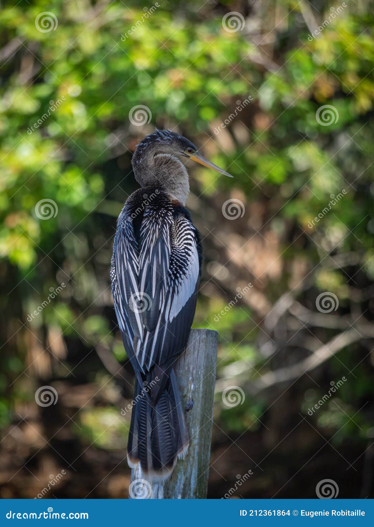 Beautiful Anhinga bird stock photo. Image of blue, birdy - 212361864