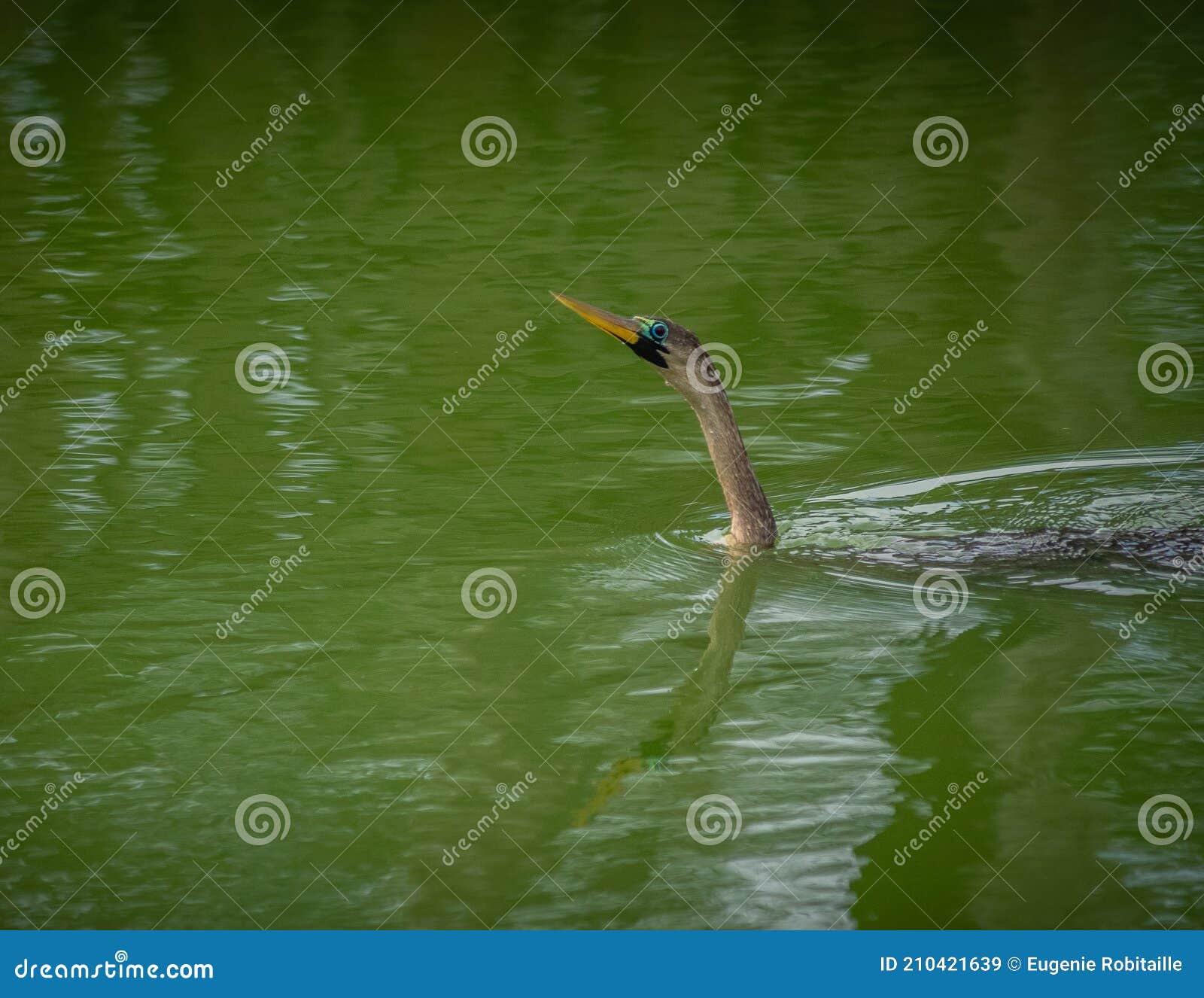 Beautiful Anhinga bird stock image. Image of life, birdy - 210421639