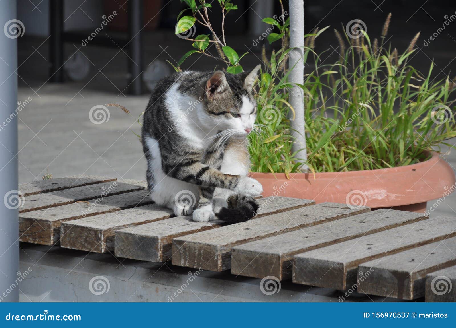The Beautiful Animal Cat in the Natural Environment Stock Image - Image ...