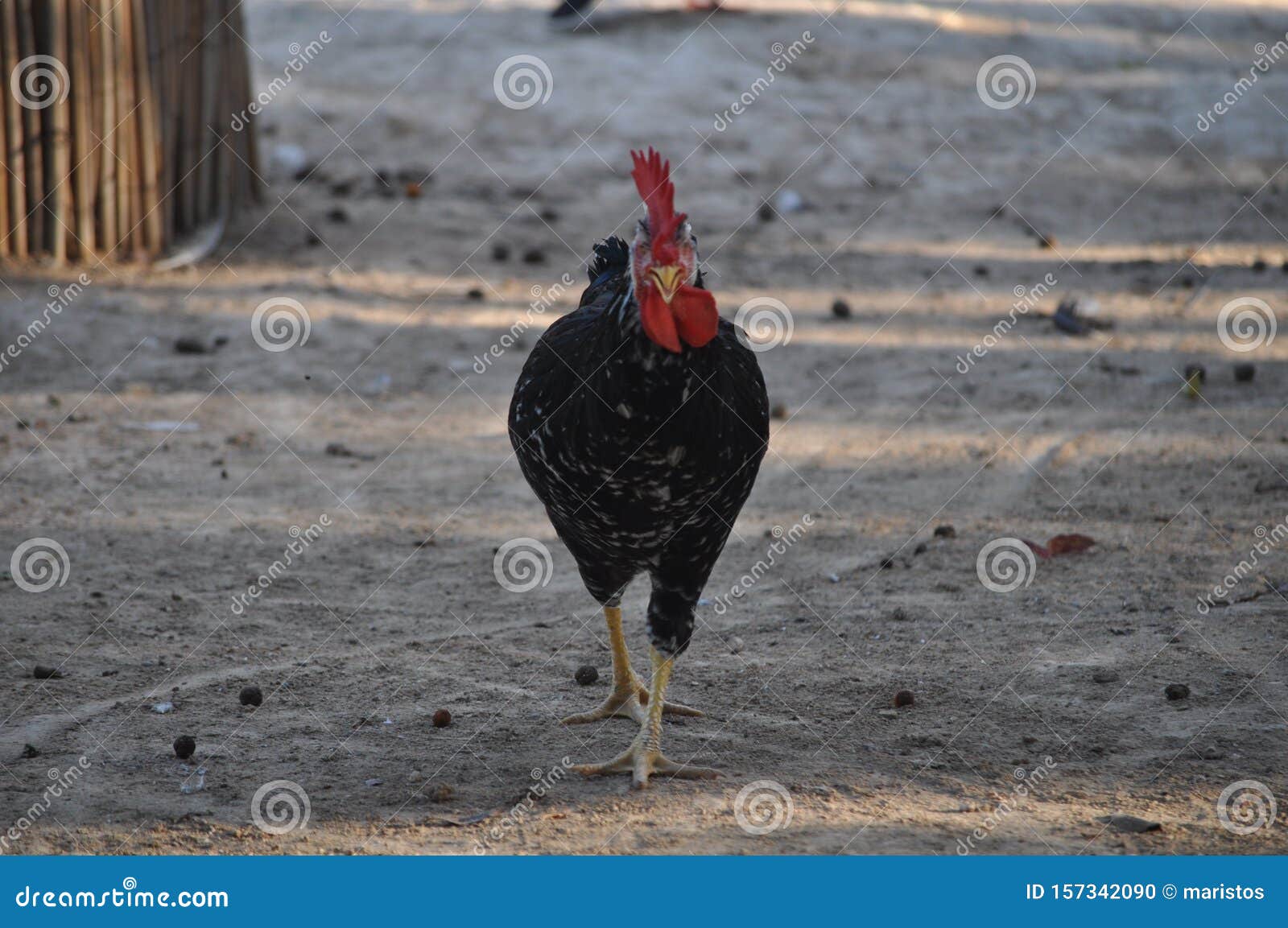 The Beautiful Animal Chicken in the Natural Environment Farm Stock ...