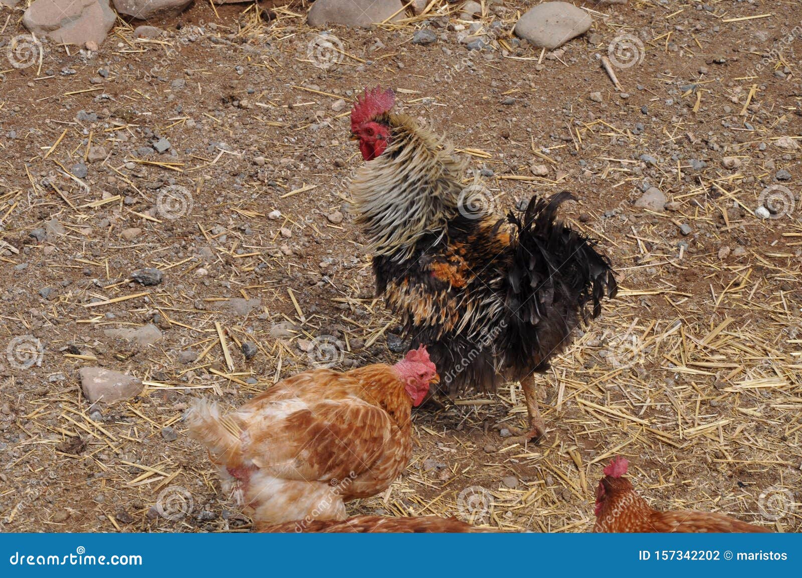 The Beautiful Animal Chicken in the Natural Environment Farm Stock ...