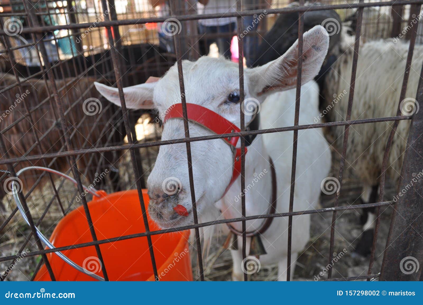 The Beautiful Animal Goat in the Natural Environment Farm Stock Photo ...