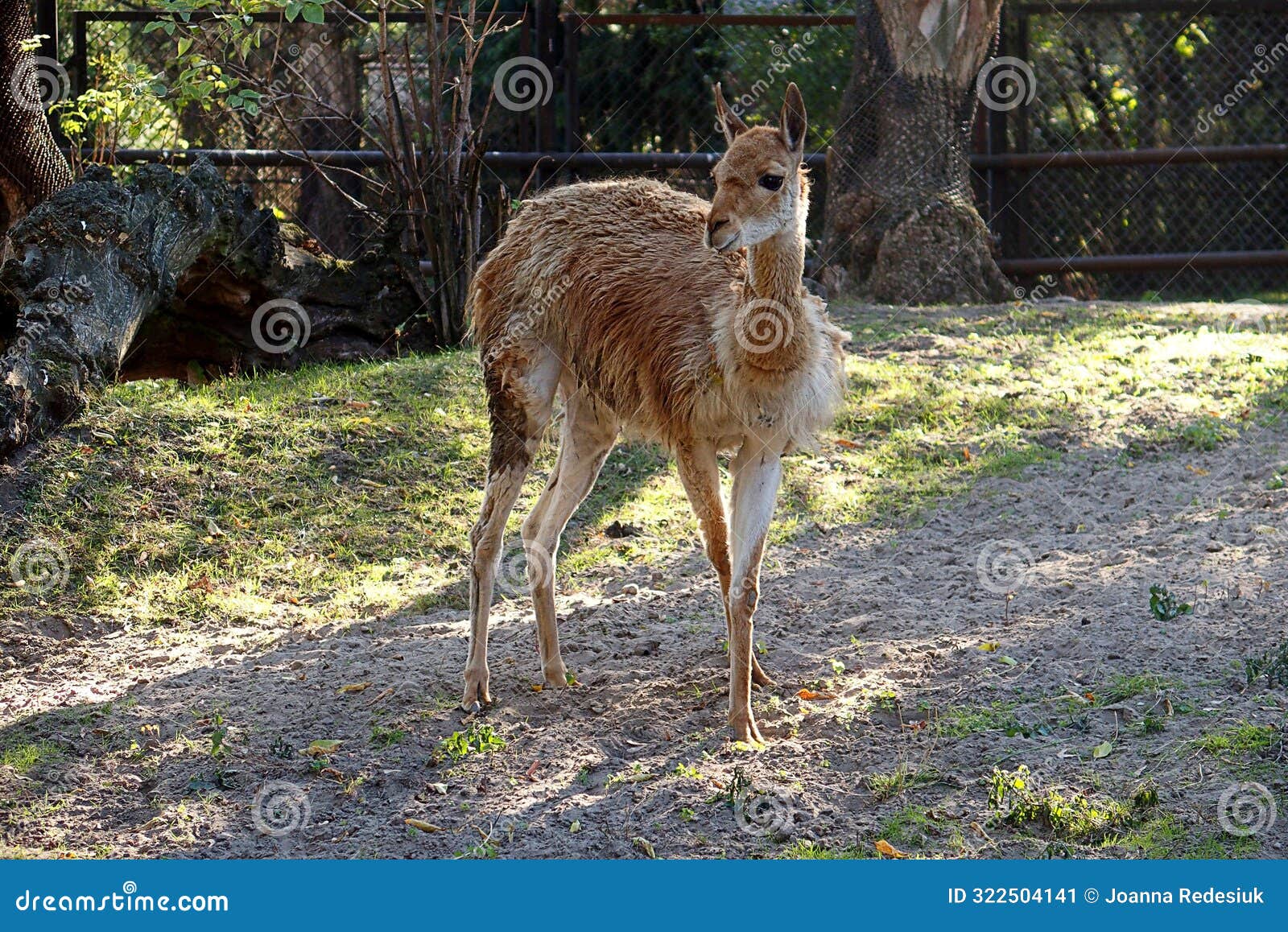Beautiful Animal Vicuna in the Zoo Stock Image - Image of outdoors ...