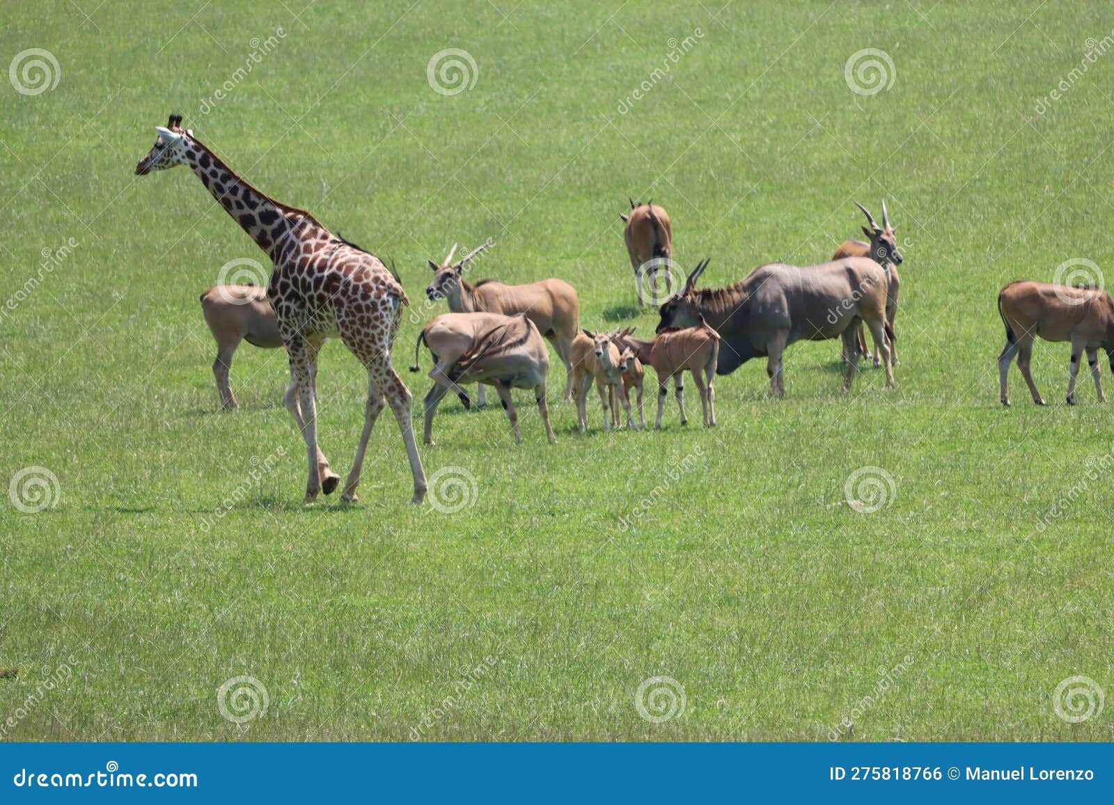 Beautiful Animals of Different Type Variety Nature Example of Life ...