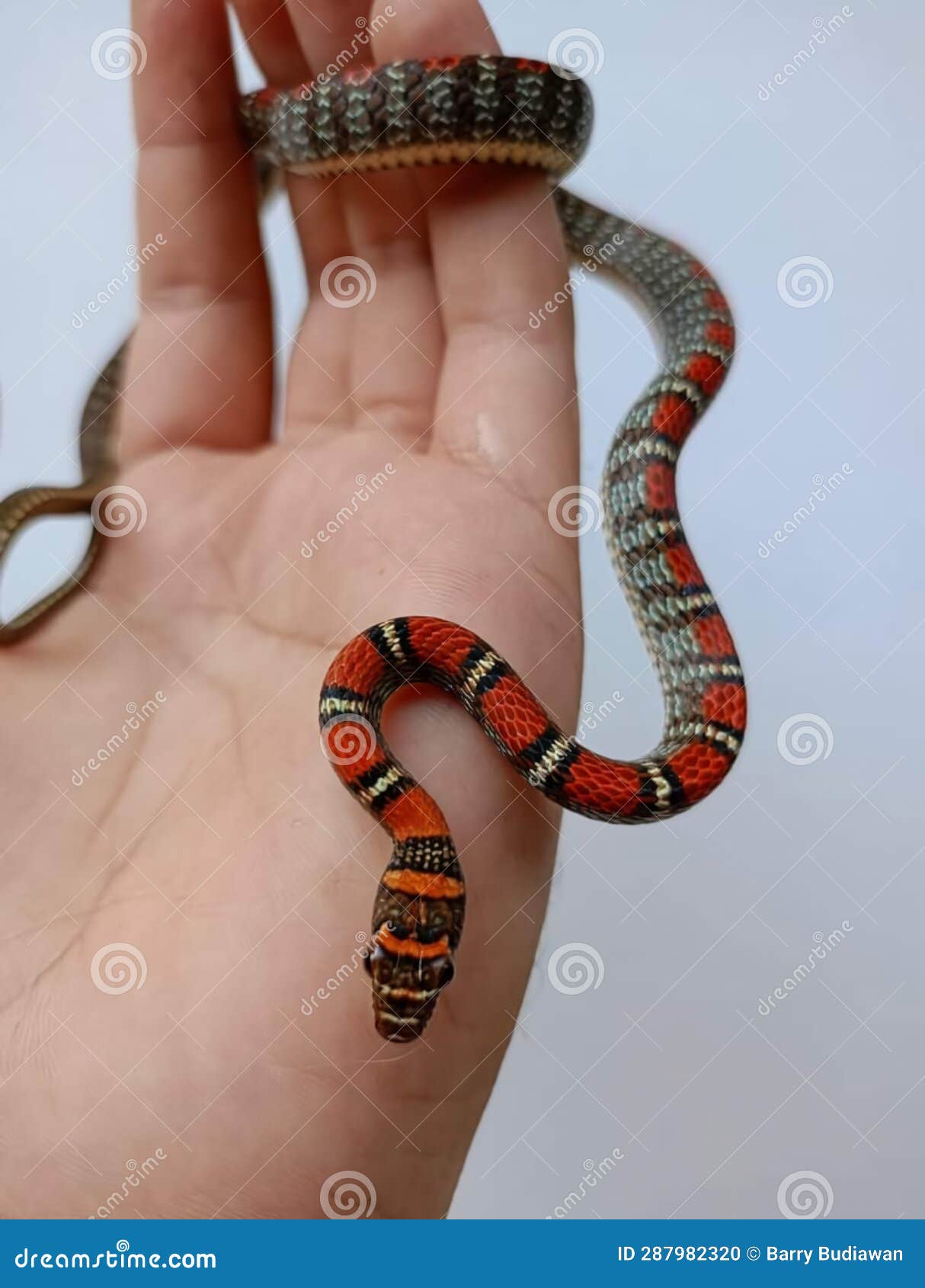 Beautiful Animals Red Snake on Hand Stock Photo - Image of venomous ...