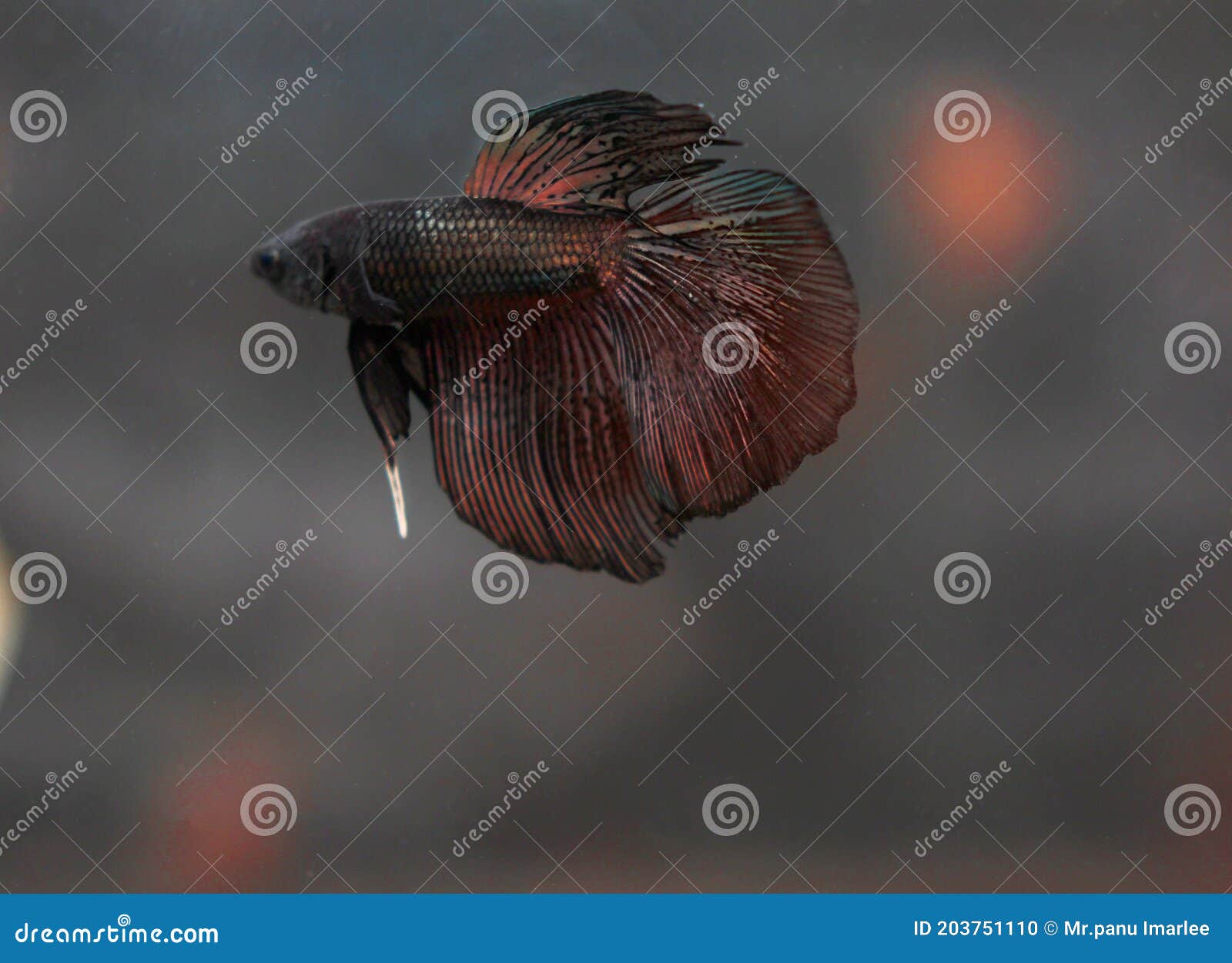 Beautiful Animated Brown Betta Fish Stock Photo - Image of macro ...