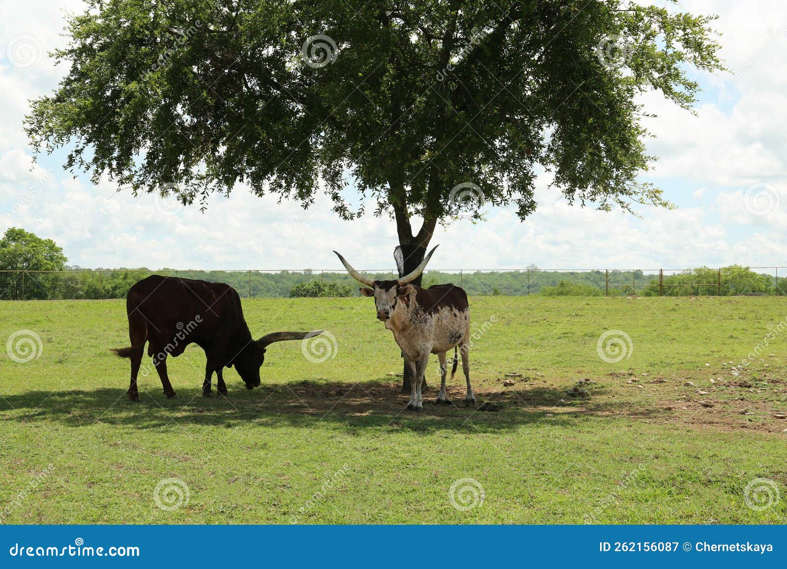 Beautiful Ankole Cows Near Tree in Safari Park Stock Image - Image of ...
