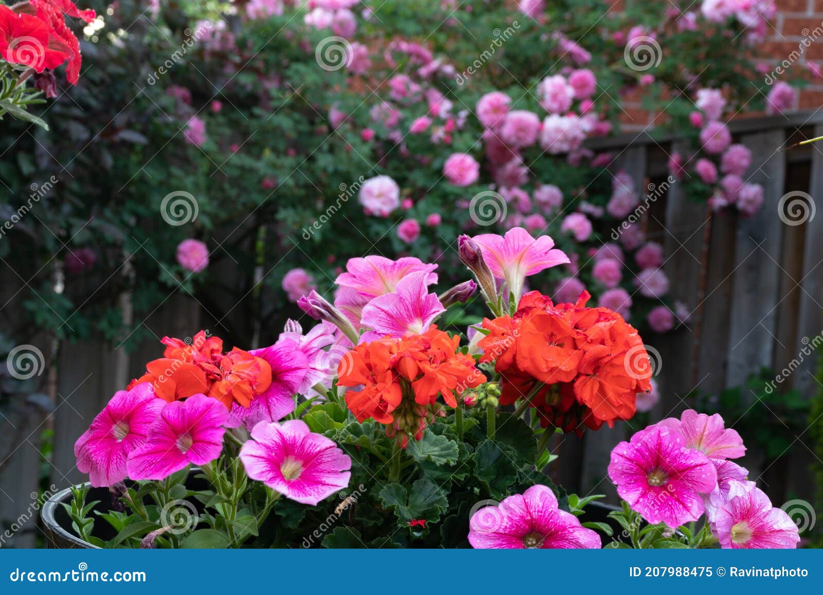 Beautiful Annuals in Bright Colors after a Drizzle Stock Image - Image ...