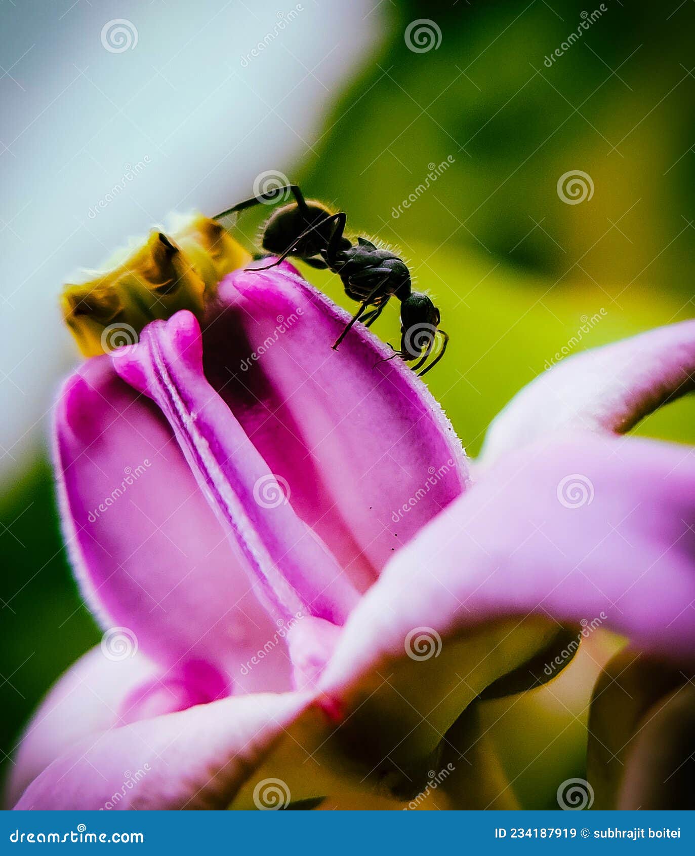 A beautiful ant stock image. Image of beautiful, daylight - 234187919