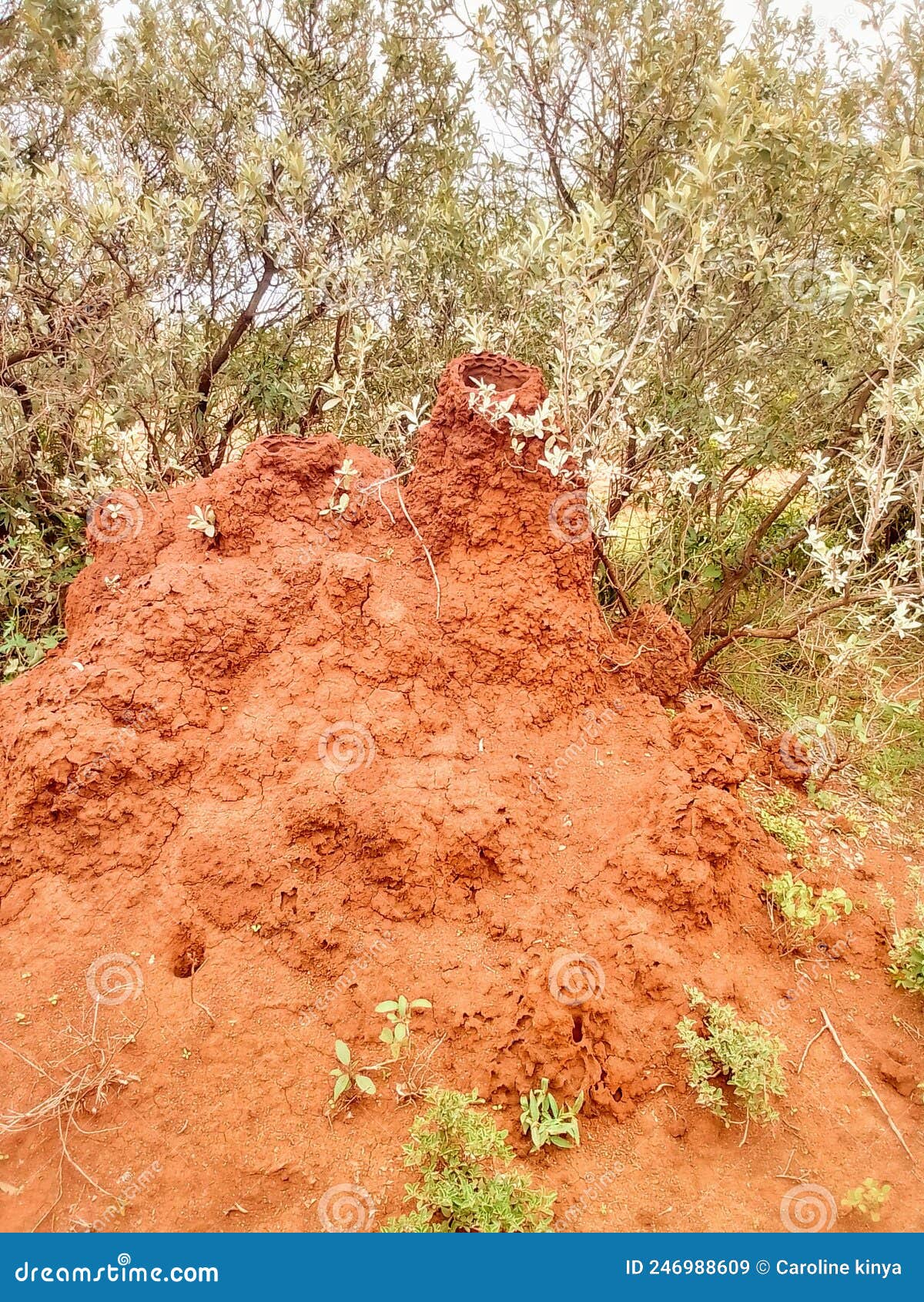 102 Beautiful Ant Mound Photos - Free & Royalty-Free Stock Photos from ...