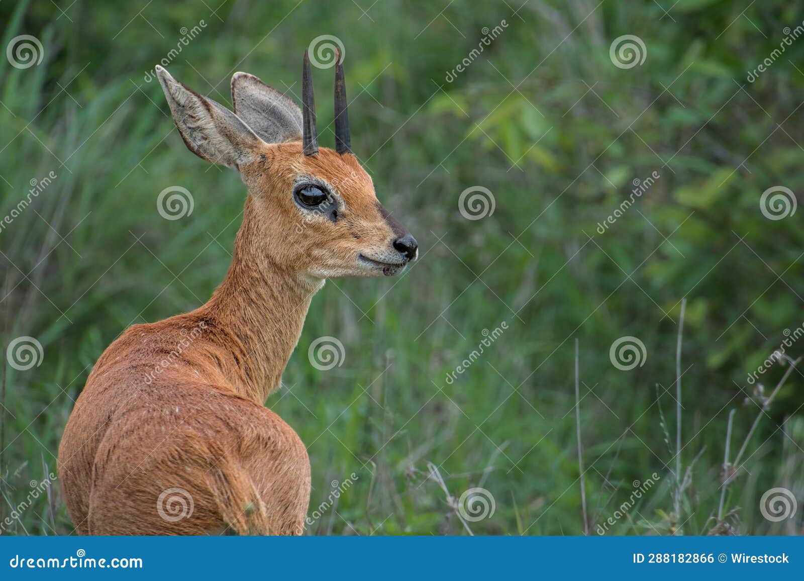 Beautiful Antelope Against a Backdrop of a Wide Expanse of Open ...