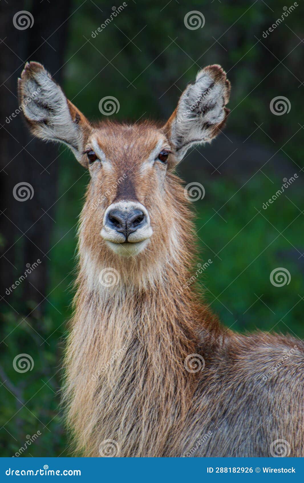 Beautiful Antelope Against a Backdrop of a Wide Expanse of Open ...