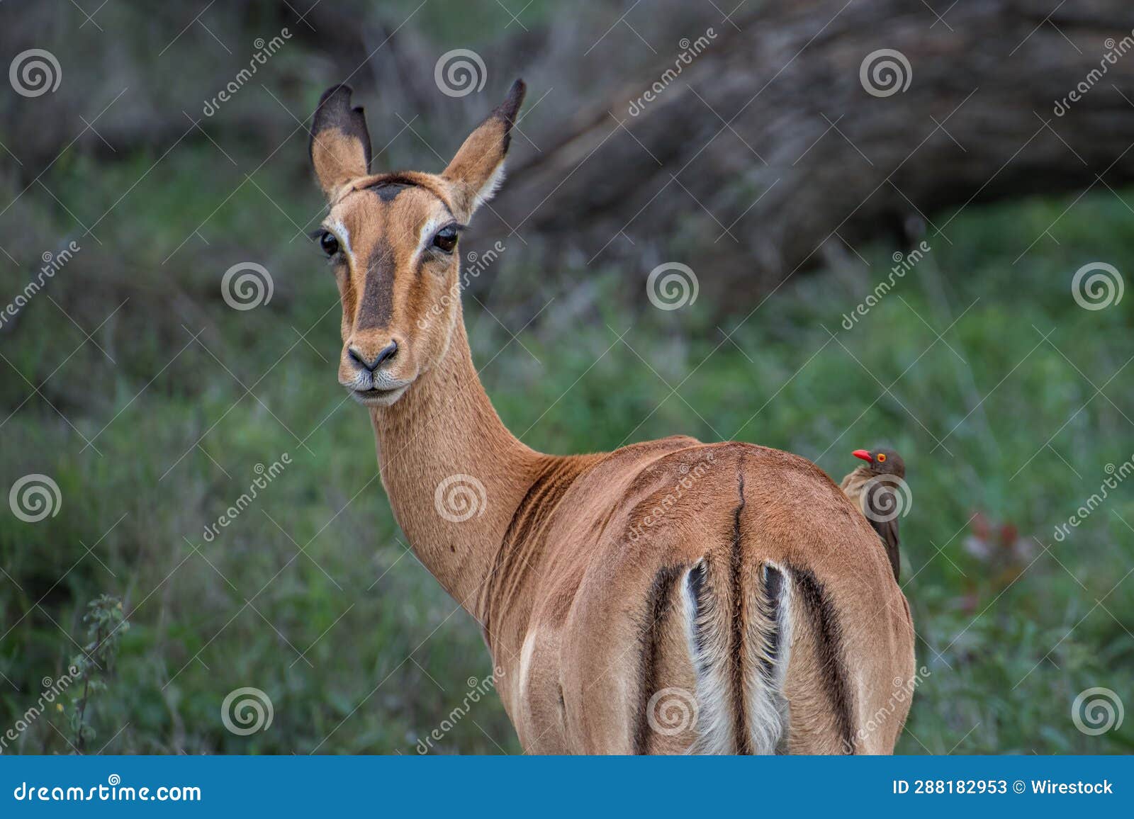 Beautiful Antelope Against a Backdrop of a Wide Expanse of Open ...