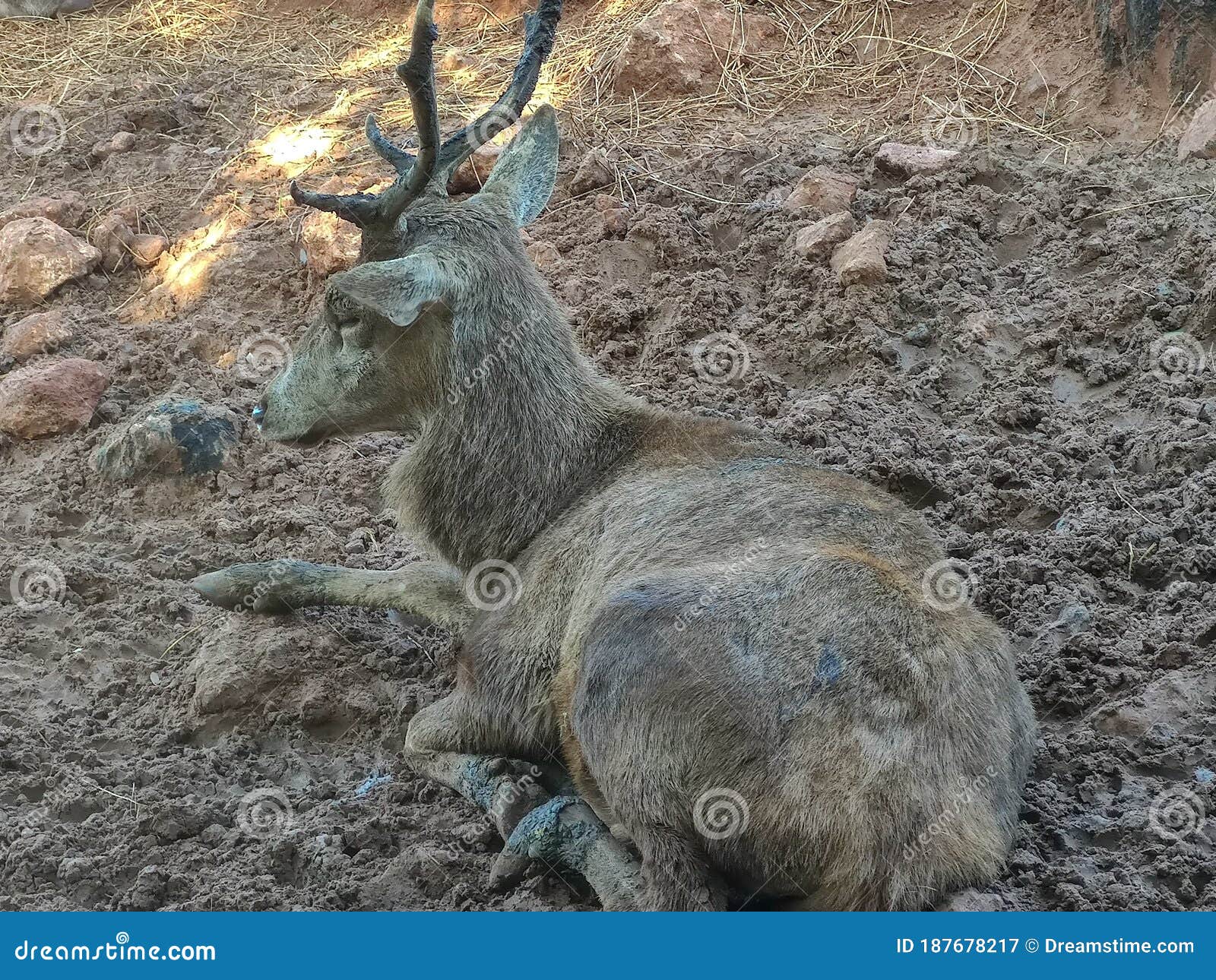 A Beautiful Antelope is Sitting Alone. High Quality Photo Stock Image ...