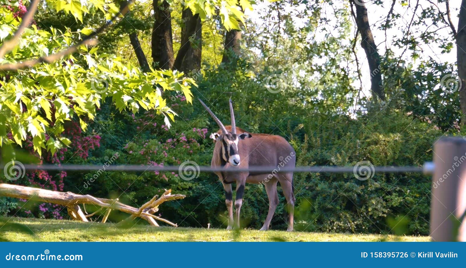 A Beautiful Antelope Walks through the Forest. Stock Photo - Image of ...