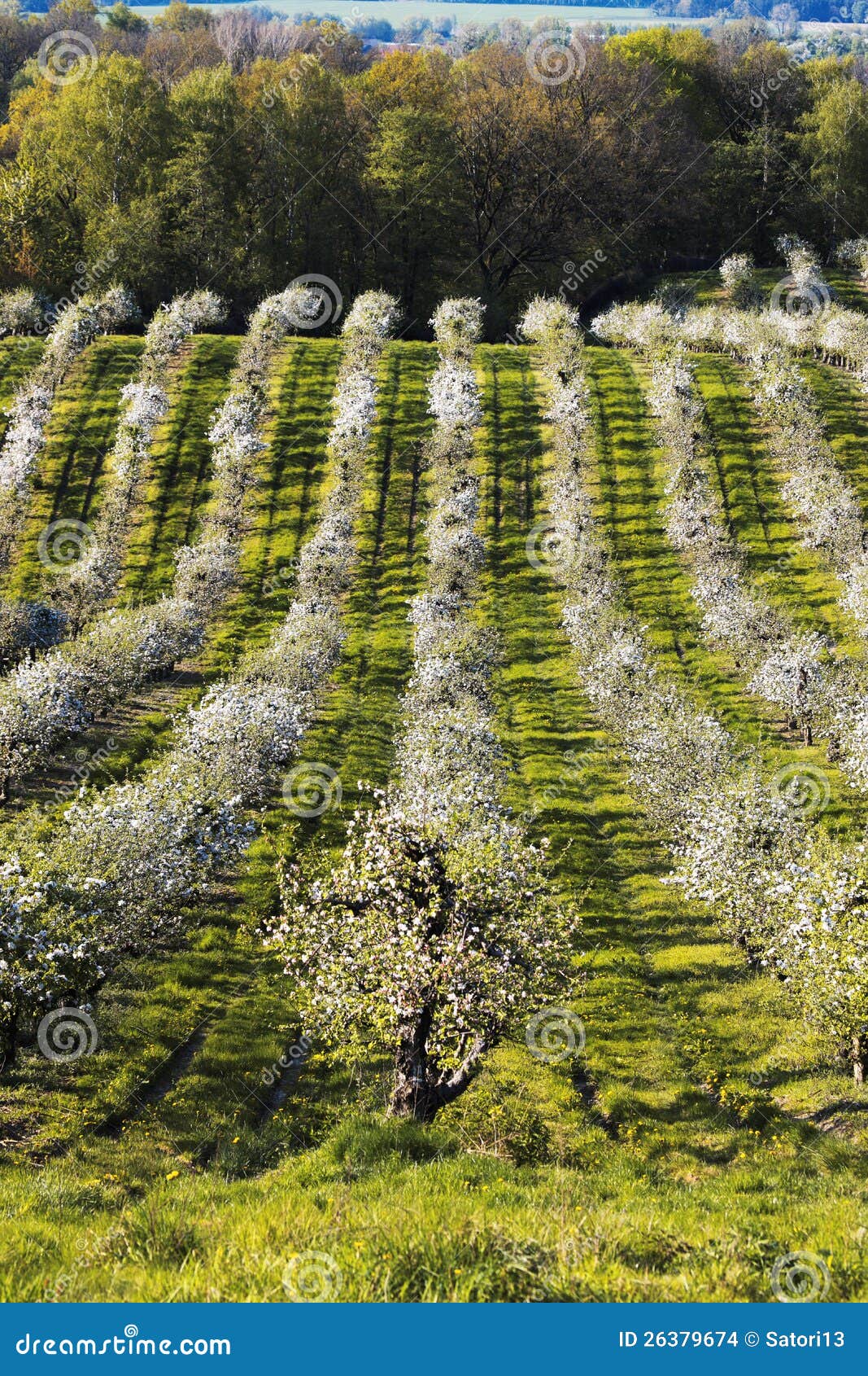 Beautiful apple orchard stock photo. Image of environment - 26379674