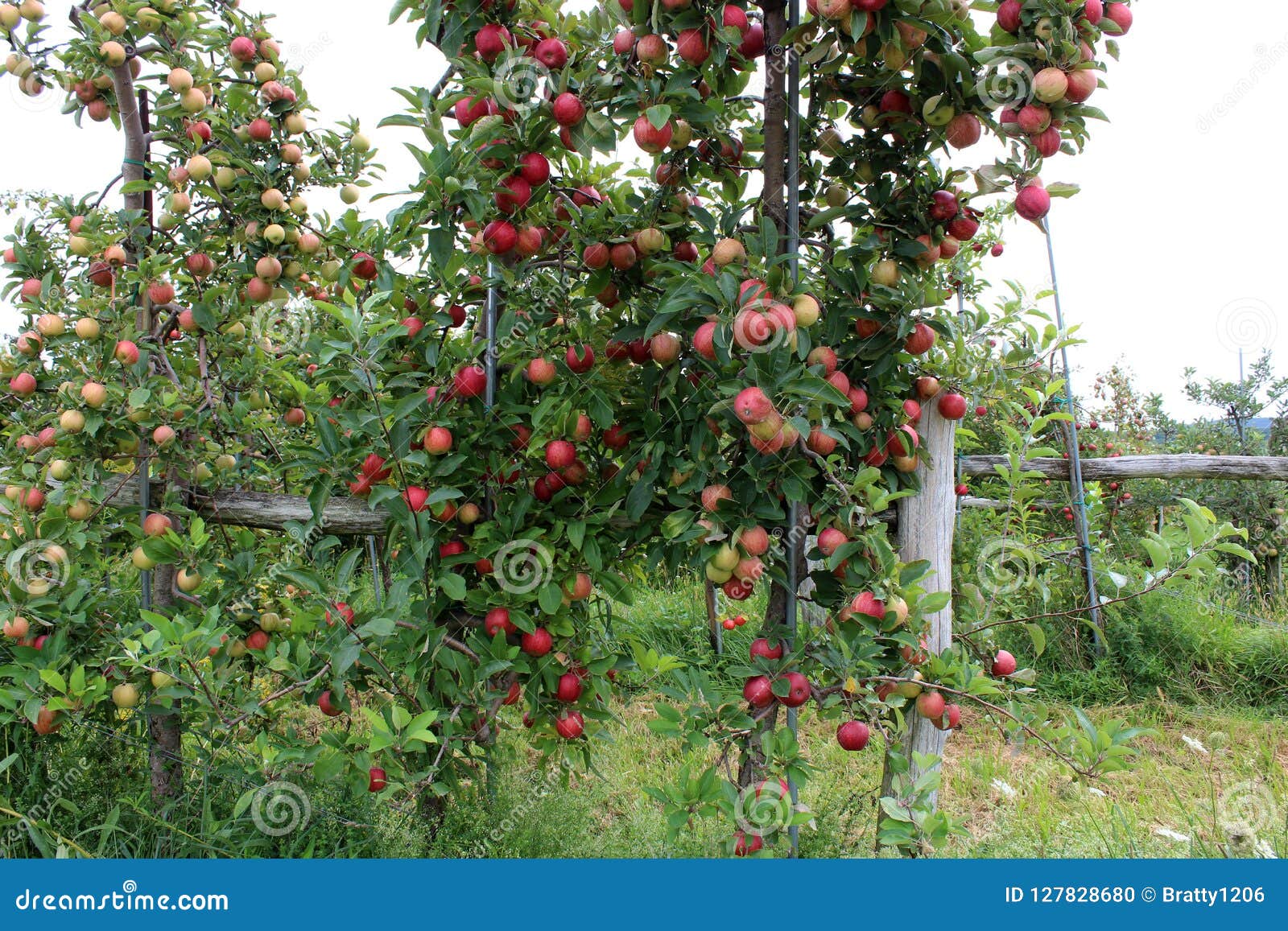 Beautiful Apple Orchard with Fruit Ready for Picking Stock Photo ...