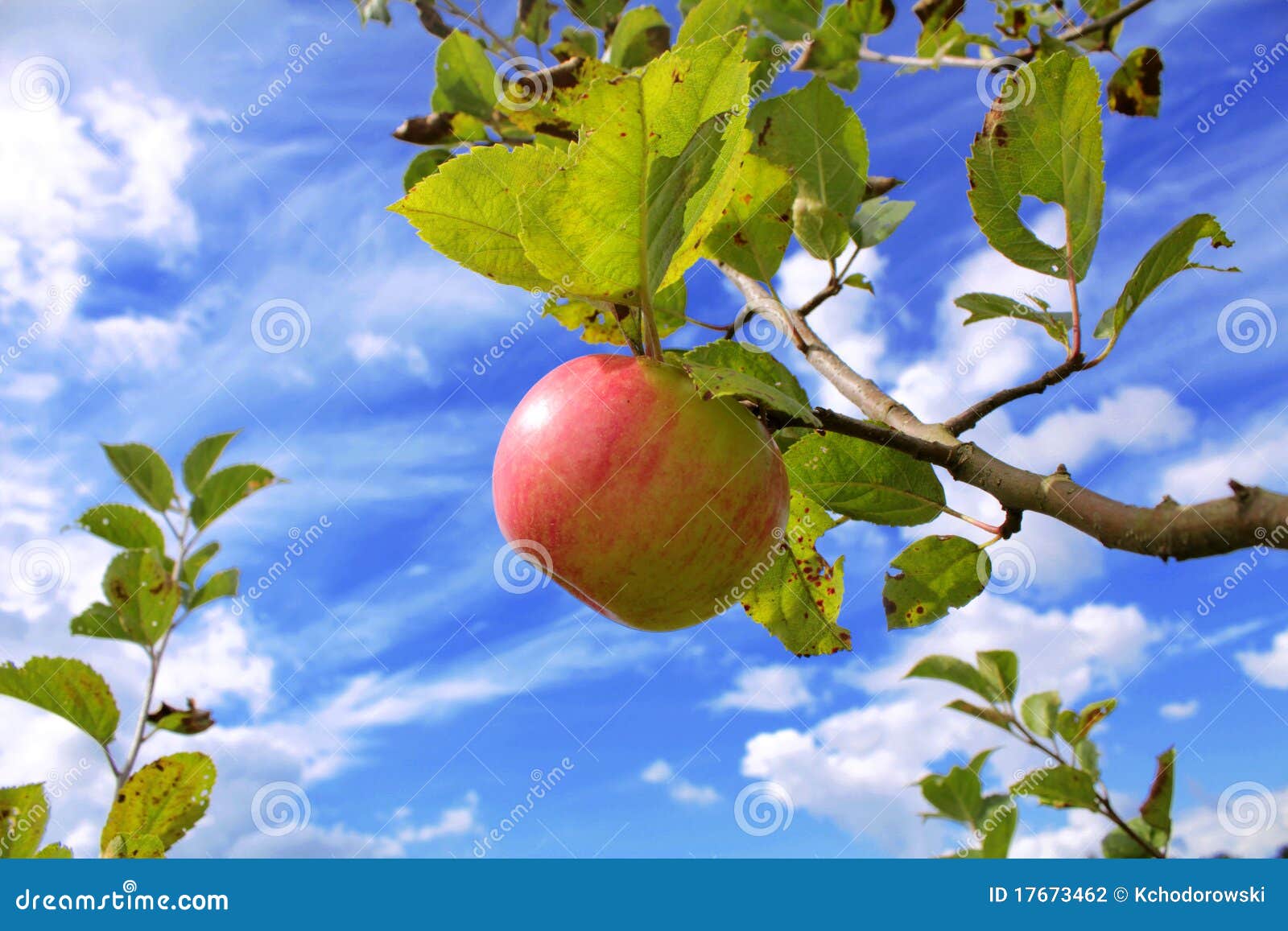 Beautiful apple on tree stock photo. Image of gardening - 17673462