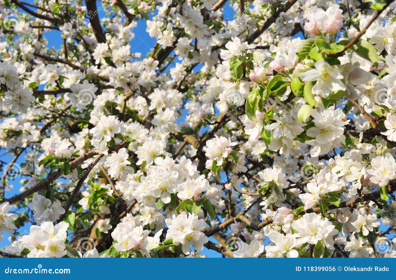 Beautiful Apple Tree Blossom. Stock Photo - Image of view, pink: 118399056