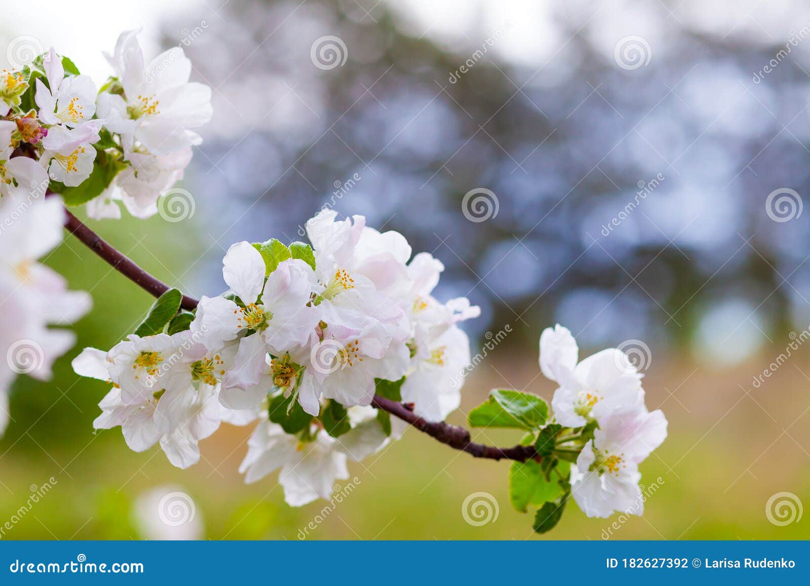 Beautiful Apple Tree Blossom in Spring Stock Photo - Image of flower ...