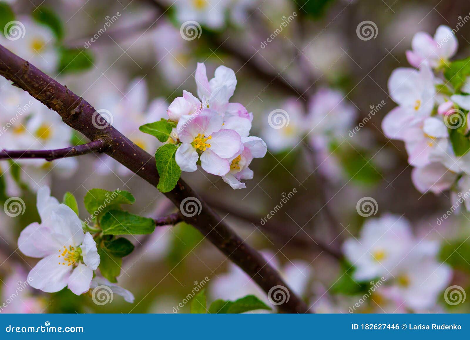 Beautiful Apple Tree Blossom in Spring Stock Photo - Image of color ...