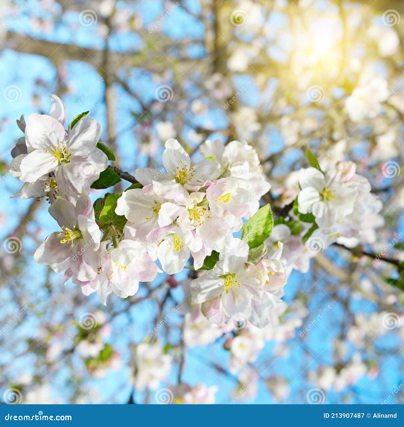 Apple Tree Flowers on the Sky Background Stock Image - Image of bloom ...