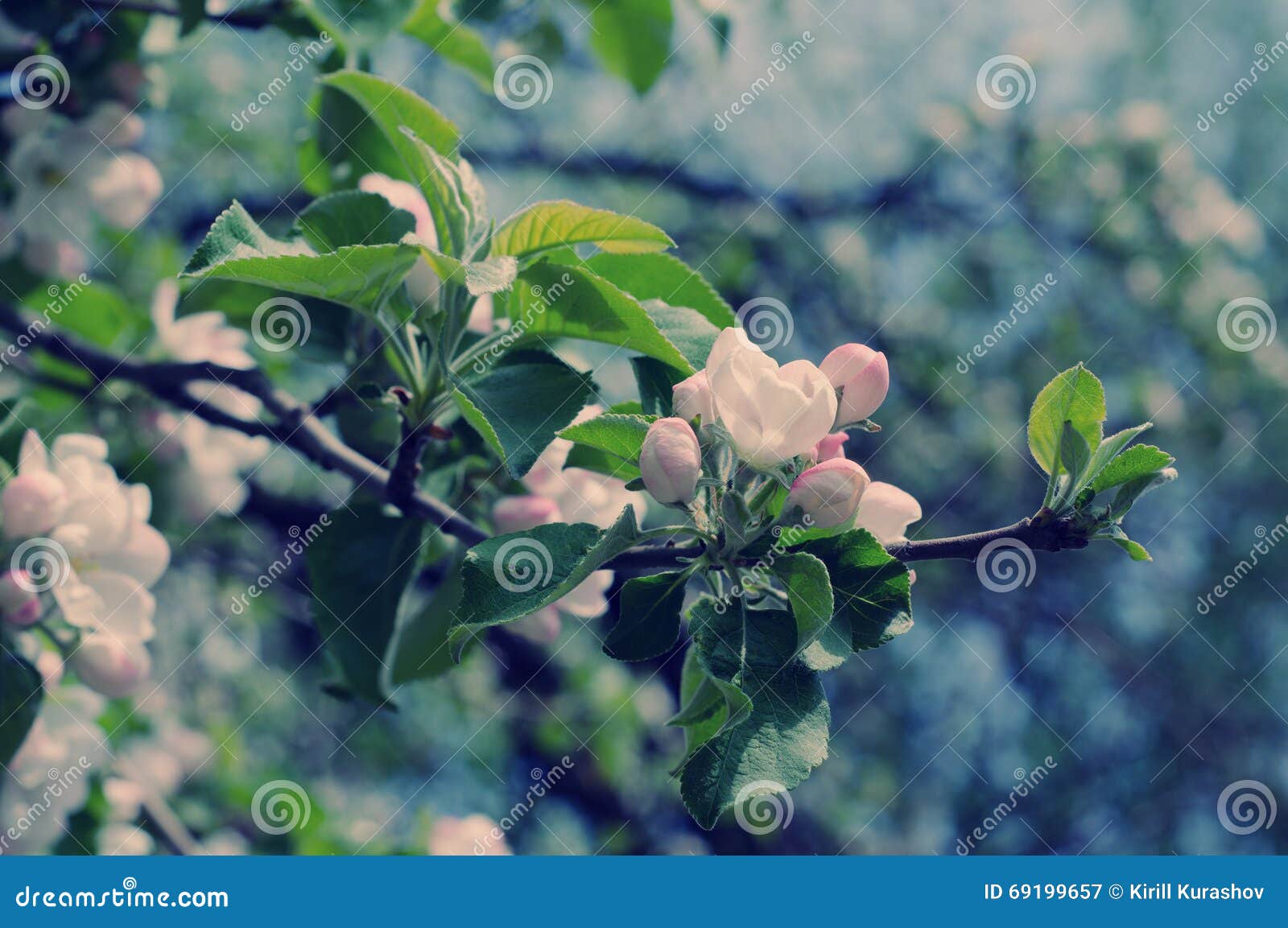 Beautiful Apple-tree Flowers Stock Image - Image of fresh, natural ...