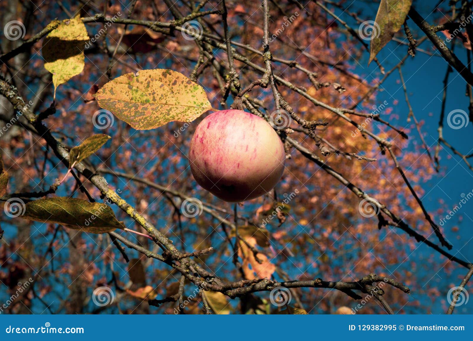 Beautiful apple on a tree stock image. Image of bark - 129382995