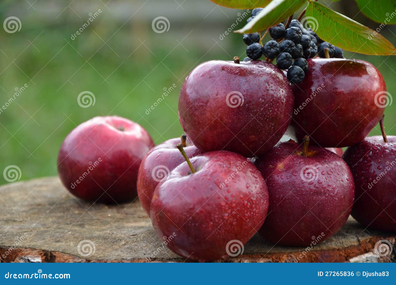 Beautiful apples 1 stock photo. Image of tasty, harvest - 27265836