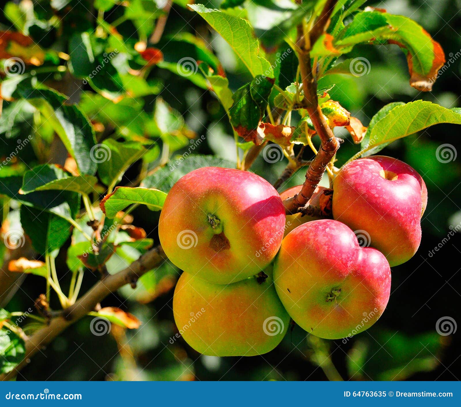 Beautiful apples stock image. Image of natural, freshness - 64763635