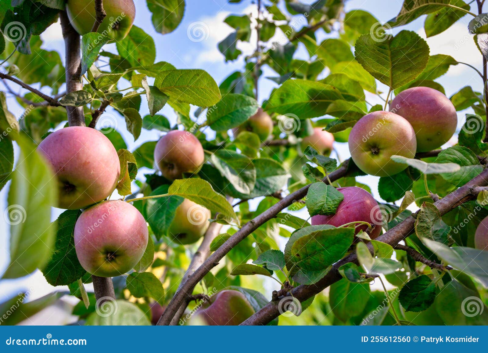 Beautiful Apples Ripening On A Tree Branch In An Apple Orchard Stock