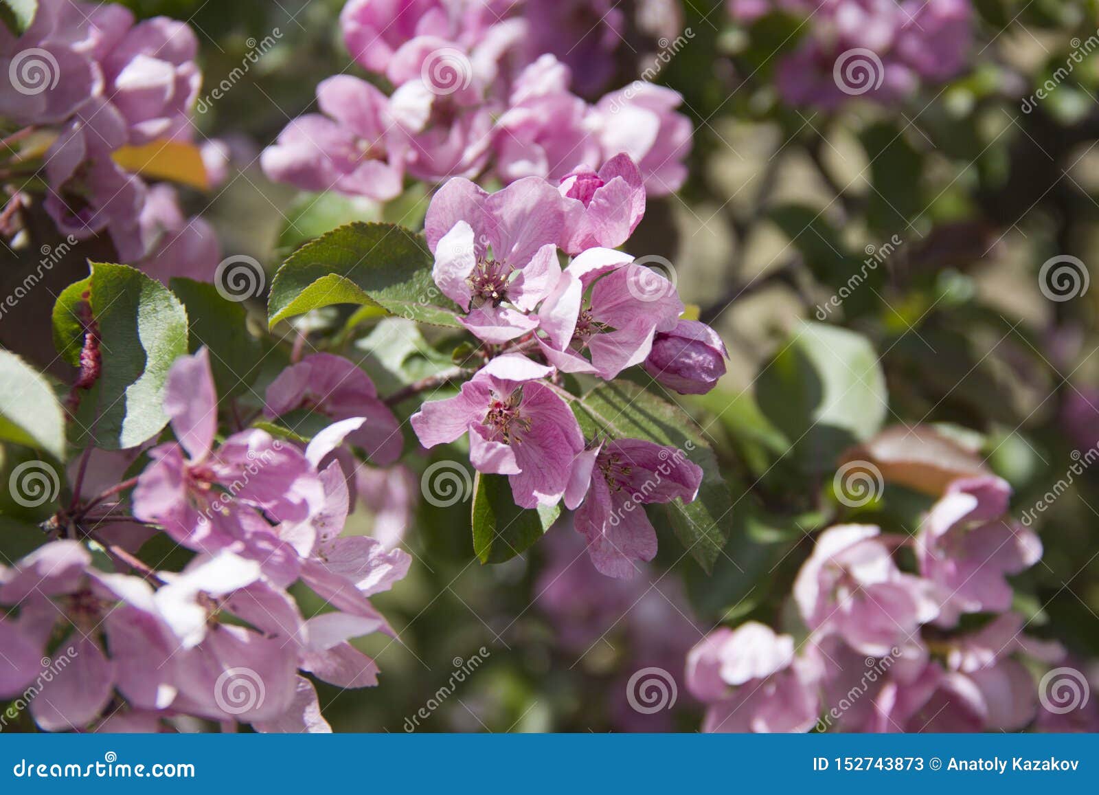 Beautiful Appletree in Bloom with Pink Flowers Stock Image - Image of ...