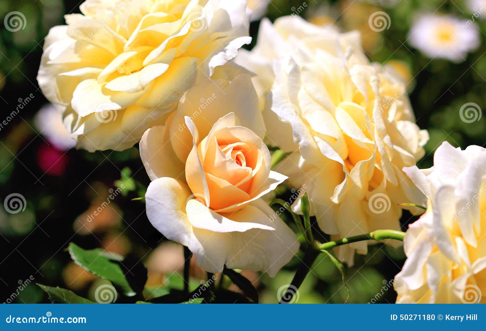 Beautiful Apricot Coloured Roses Stock Photo - Image of coloured ...