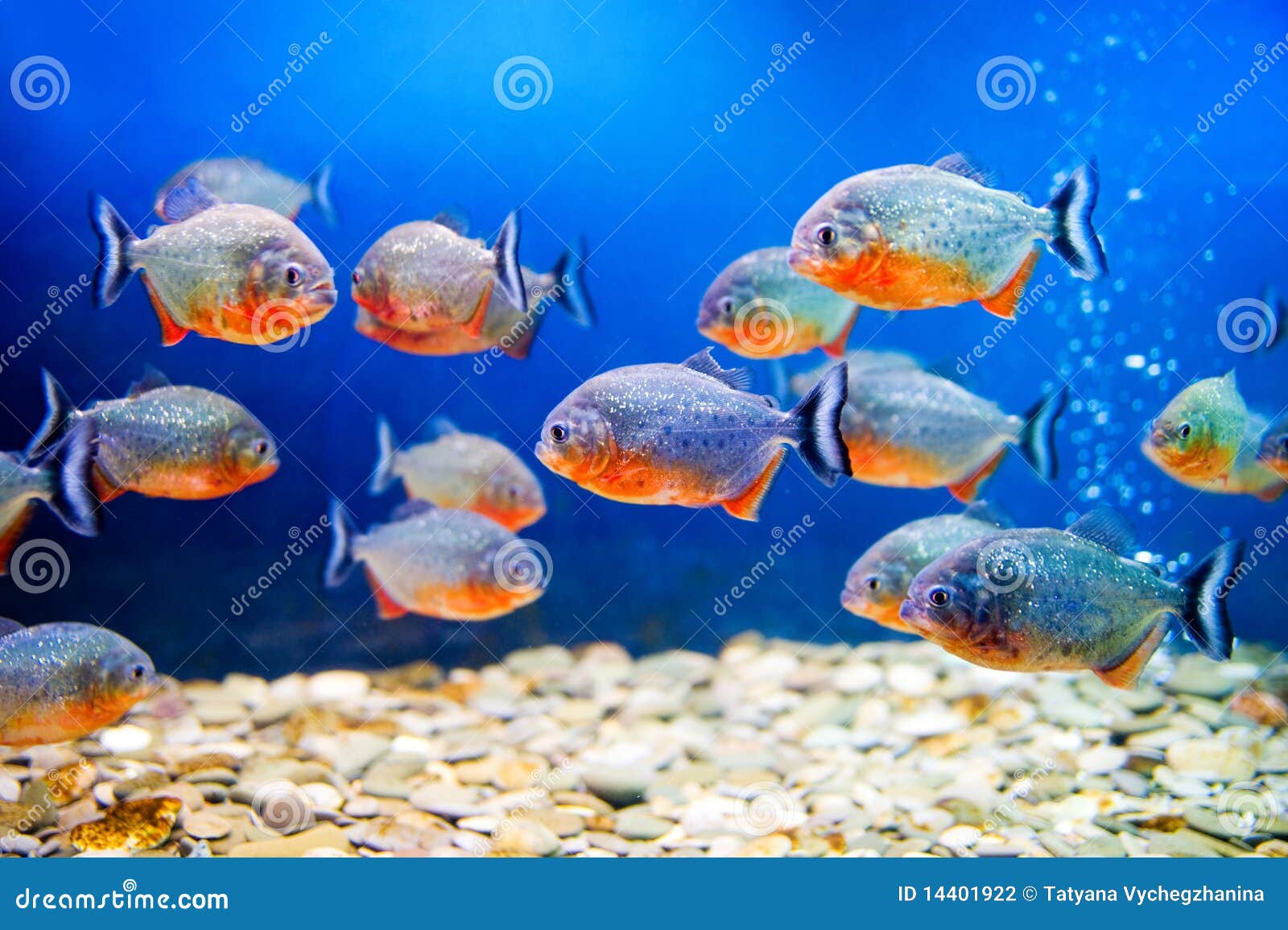 Beautiful aquarium stock photo. Image of nature, group - 14401922