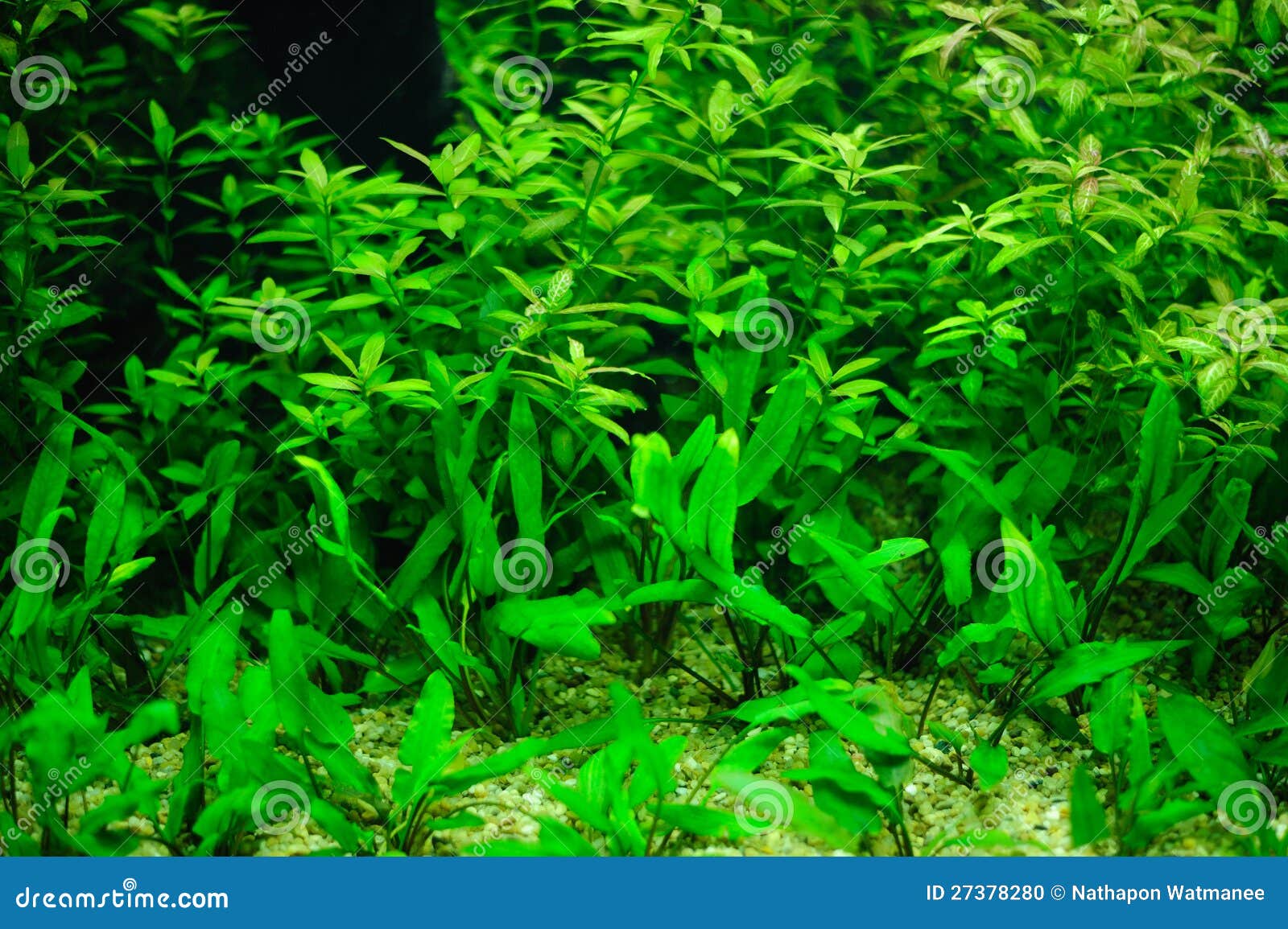 Beautiful aquarium. stock photo. Image of hobby, aquarium - 27378280