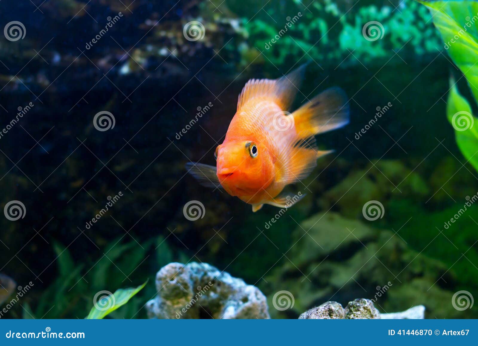 Beautiful Aquarium Decorative Orange Parrot Fish Stock Photo - Image of ...