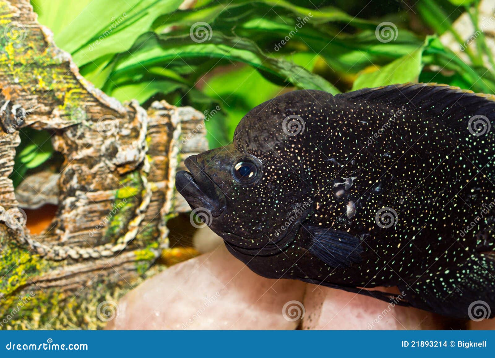 Beautiful aquarium fish stock photo. Image of horizontal - 21893214