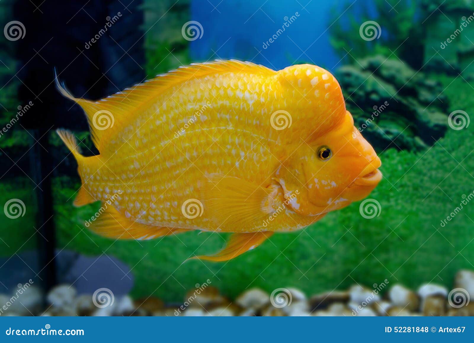 Beautiful Aquarium Fish Amphilophus Citrinellus Stock Photo - Image of ...