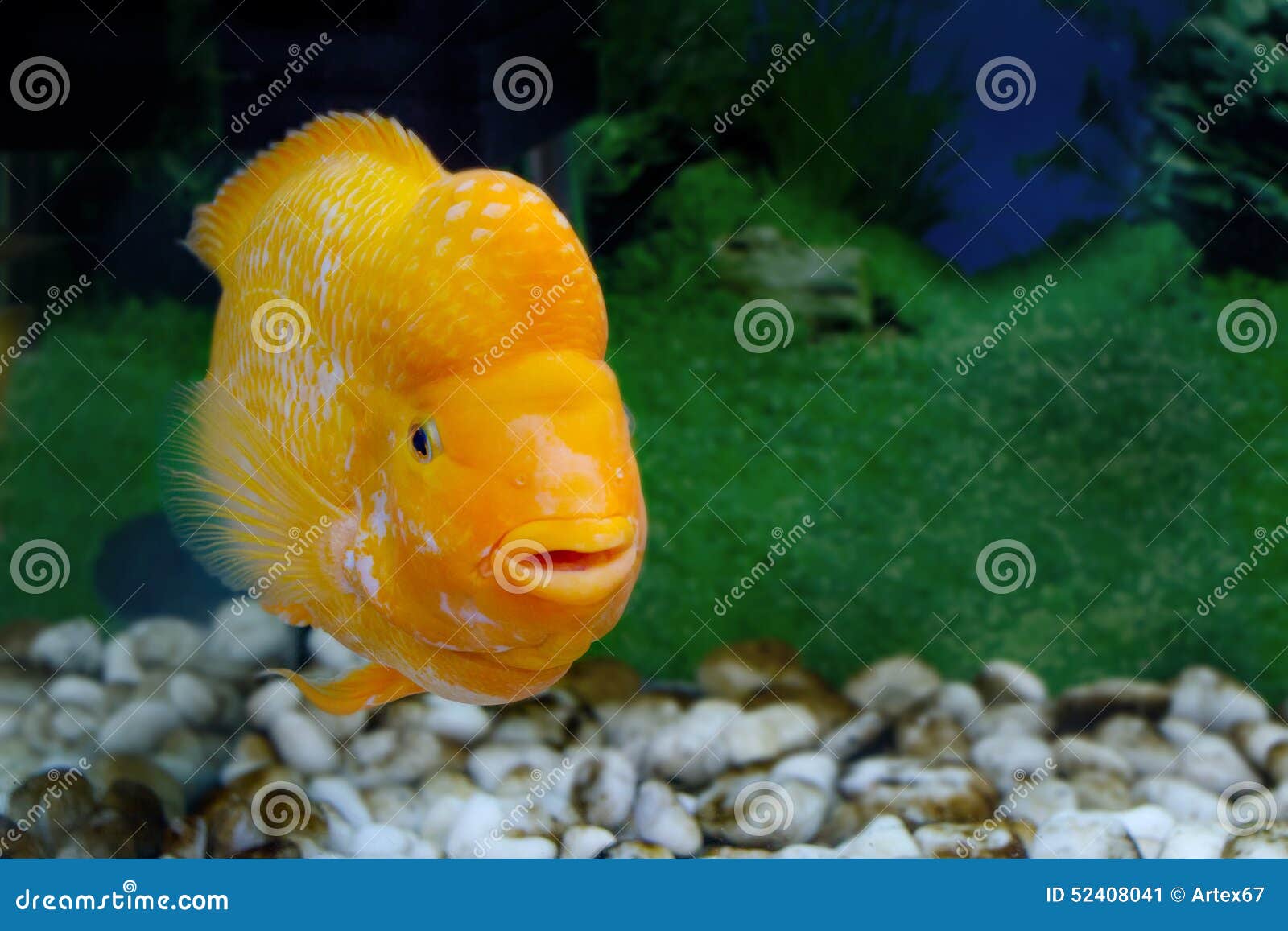 Beautiful Aquarium Fish Amphilophus Citrinellus Stock Image - Image of ...