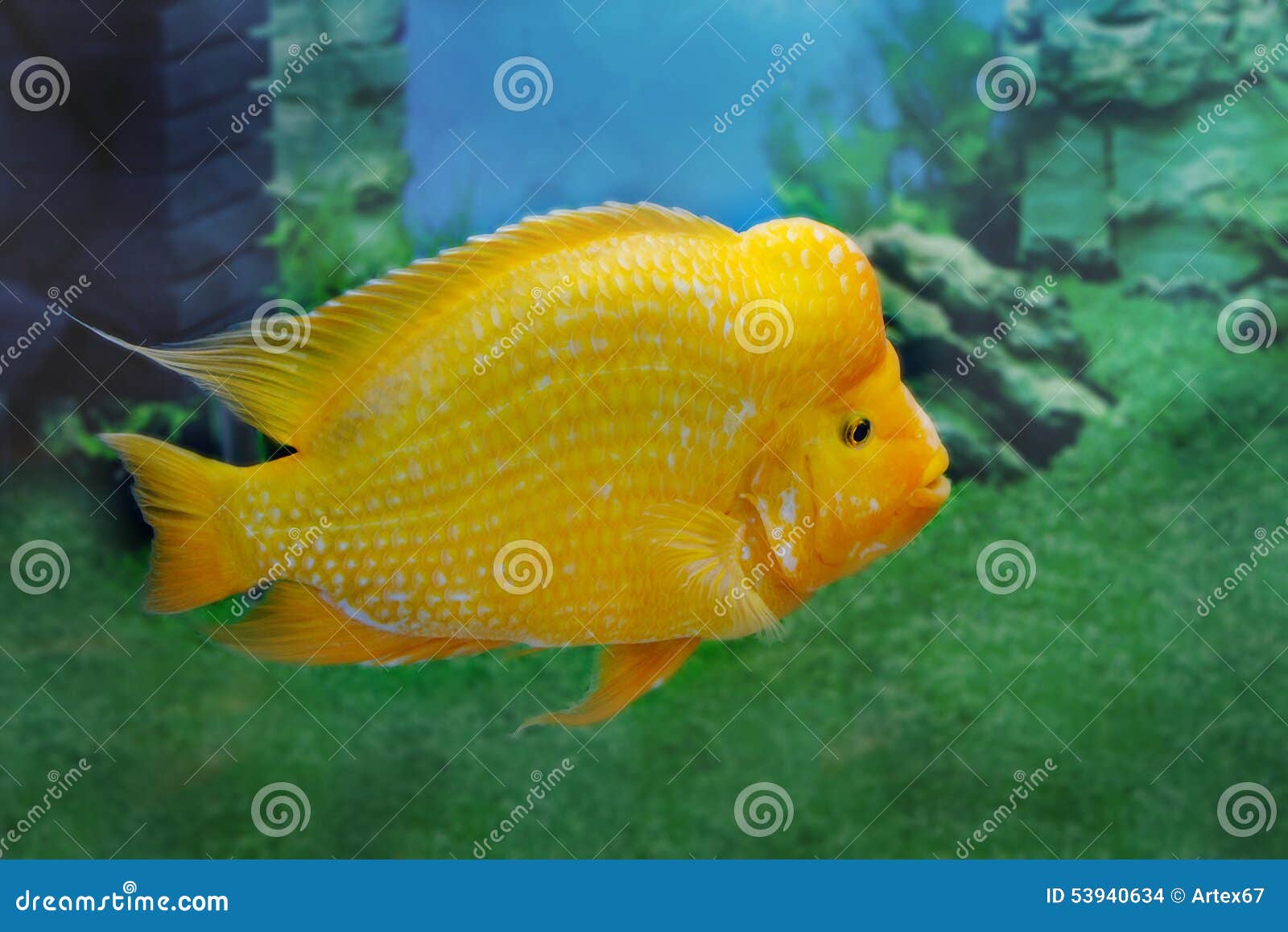 Beautiful Aquarium Fish Amphilophus Citrinellus Stock Photo - Image of ...