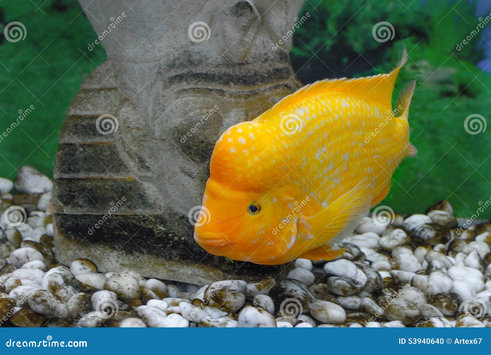 Beautiful Aquarium Fish Amphilophus Citrinellus Stock Photo - Image of ...