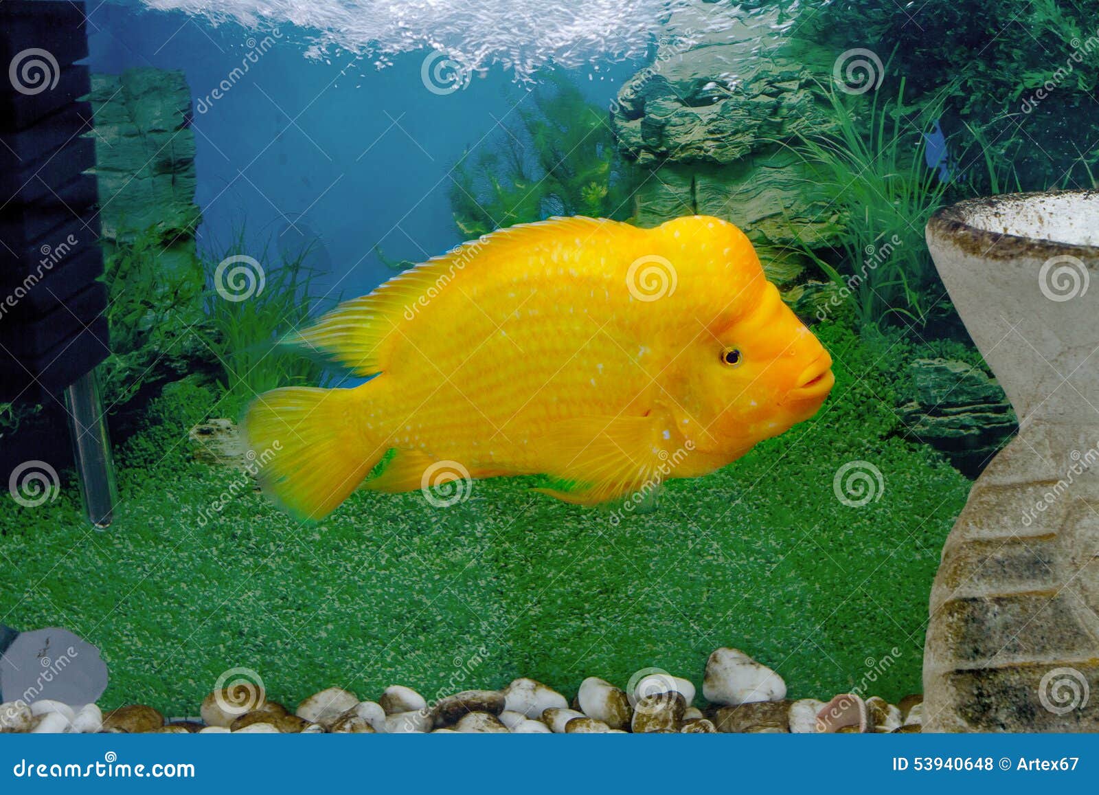 Beautiful Aquarium Fish Amphilophus Citrinellus Stock Photo - Image of ...