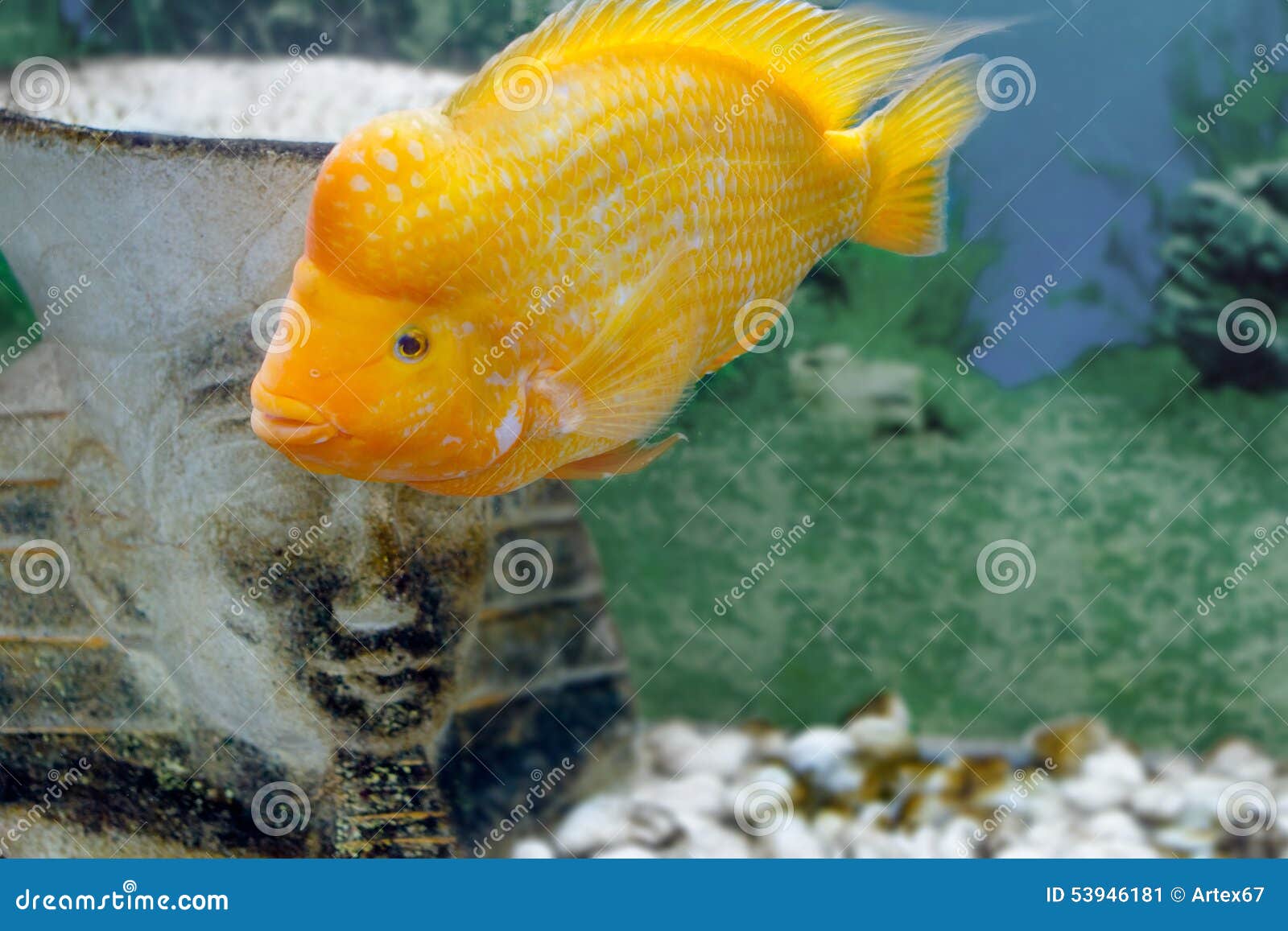 Beautiful Aquarium Fish Amphilophus Citrinellus Stock Image - Image of ...