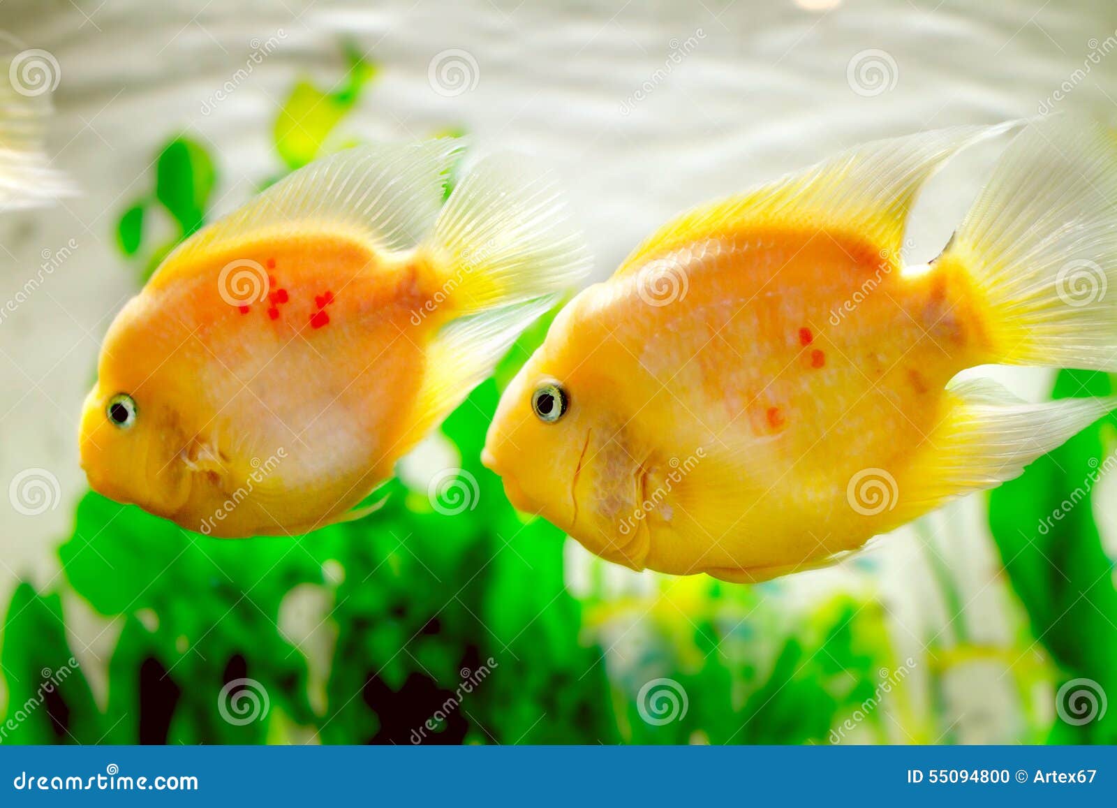 Beautiful Aquarium Fish Amphilophus Citrinellus Stock Photo - Image of ...