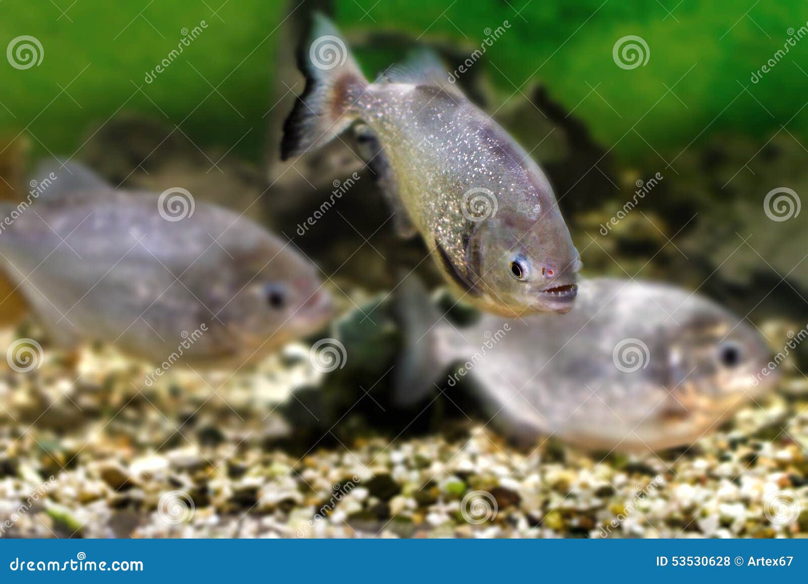 Beautiful Aquarium Fish Piranhas Stock Photo - Image of nature, animals ...