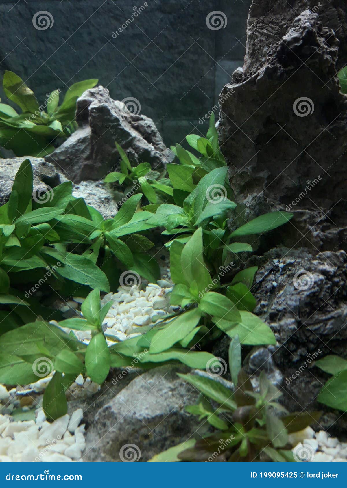 Beautiful Aquariums and Aquatic Plants Stock Image - Image of plants ...