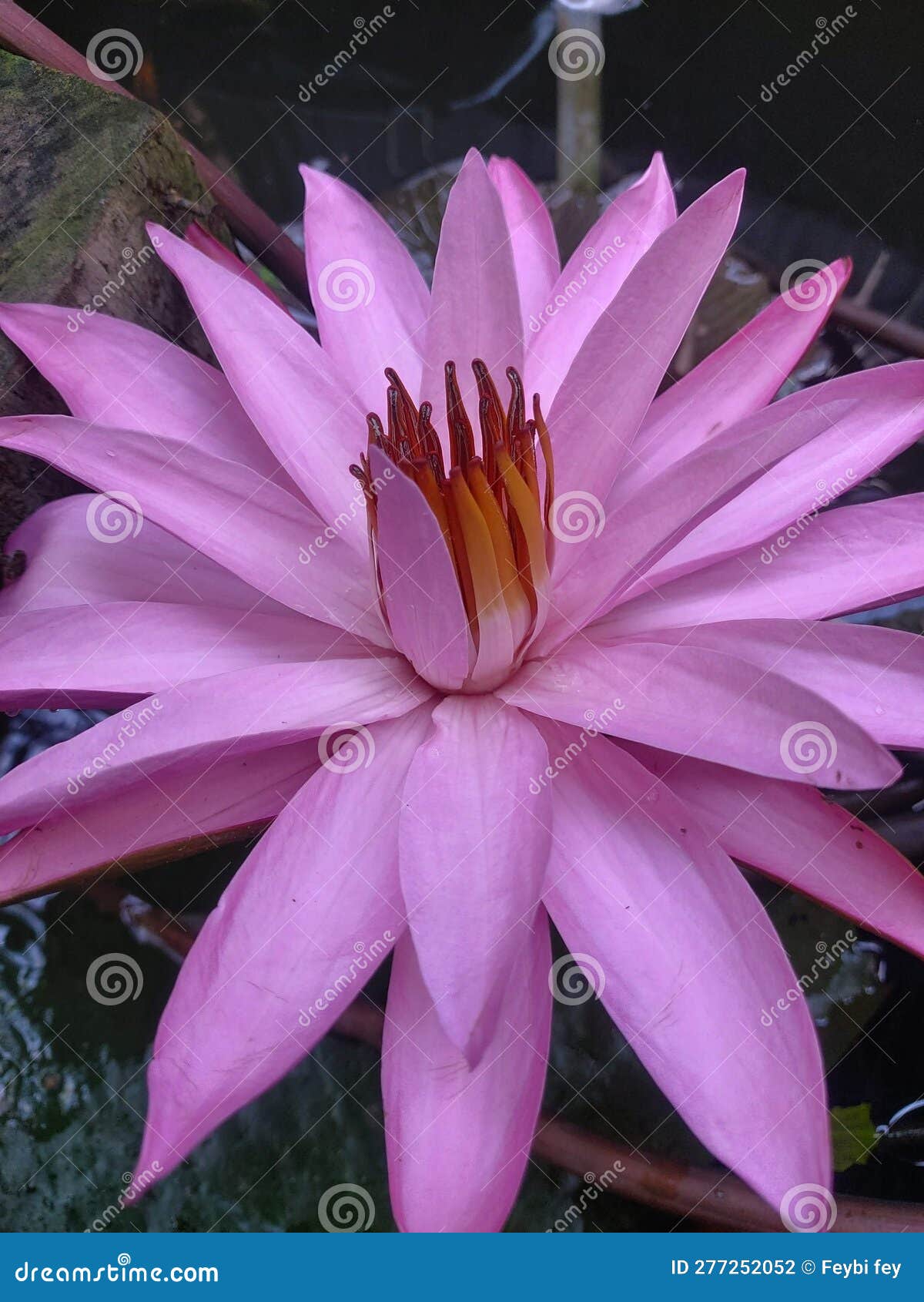 A Plant Called A Crown Of Thorns Stock Photo | CartoonDealer.com #206582580