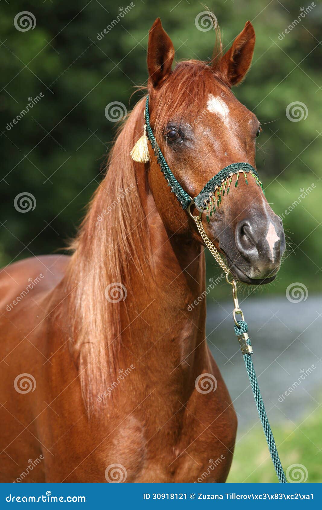 Beautiful Arabian Horse with Nice Show Halter Stock Image - Image of ...